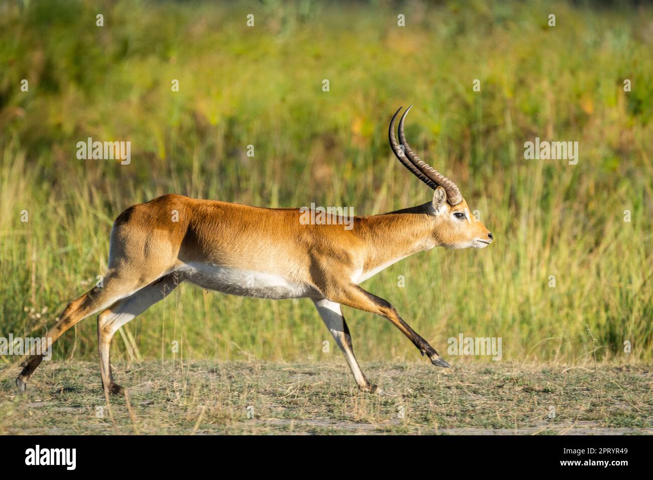Kwando River, Bwabwata National Park, Namibia, Africa Stock Photo - Alamy