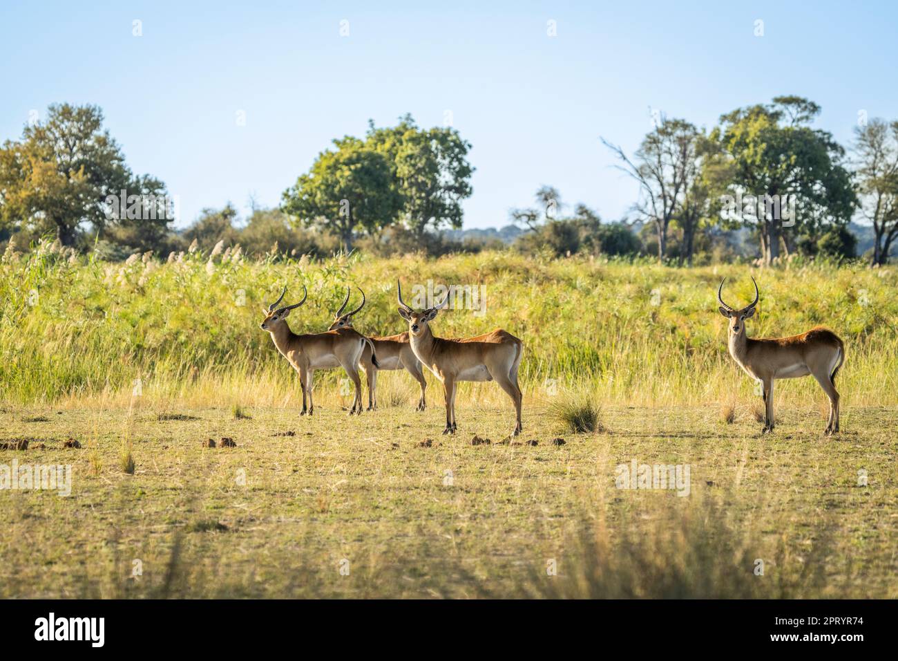 Lechwe herd stands at river edge. 4 animals. Kwando River, Bwabwata ...