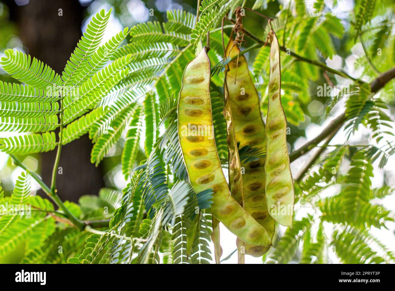 Bright green leaves and seed pods of Honey Locust (Gleditsia ...