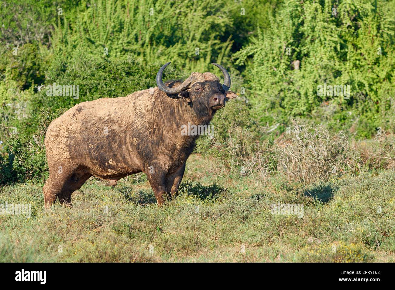 Cape buffalo (Syncerus caffer caffer), adult male covered in dry mud ...