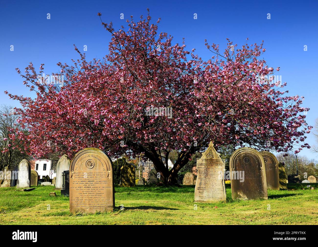 Cherry Tree in Graveyard #5 Stock Photo - Alamy