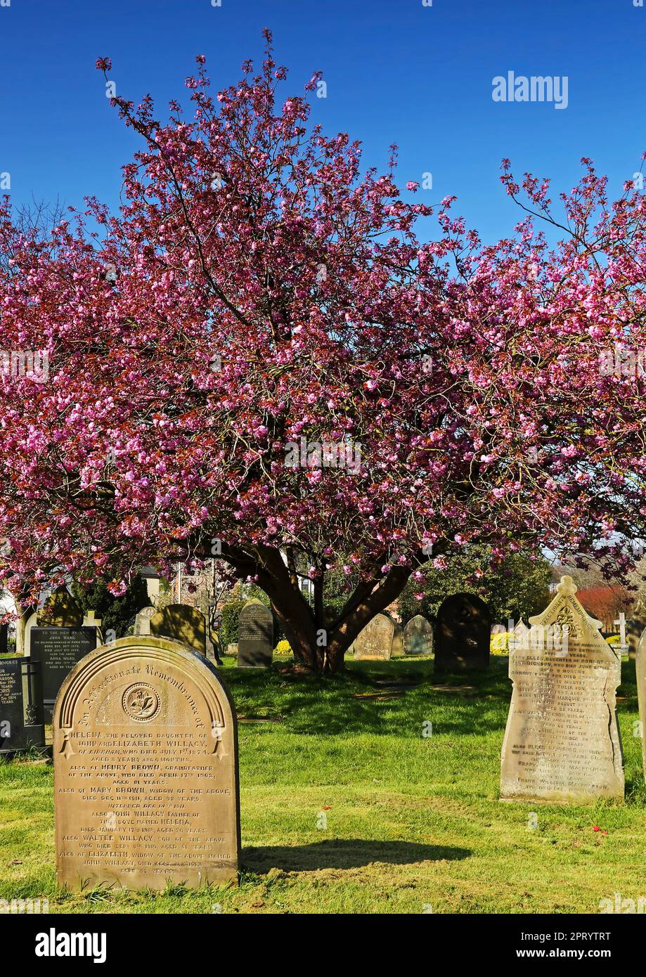 Cherry Tree in Graveyard #4 Stock Photo - Alamy