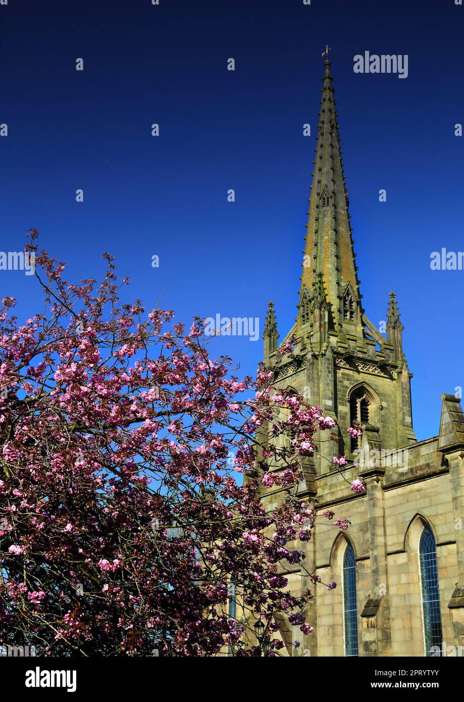 Cherry Tree in Graveyard #3 Stock Photo - Alamy