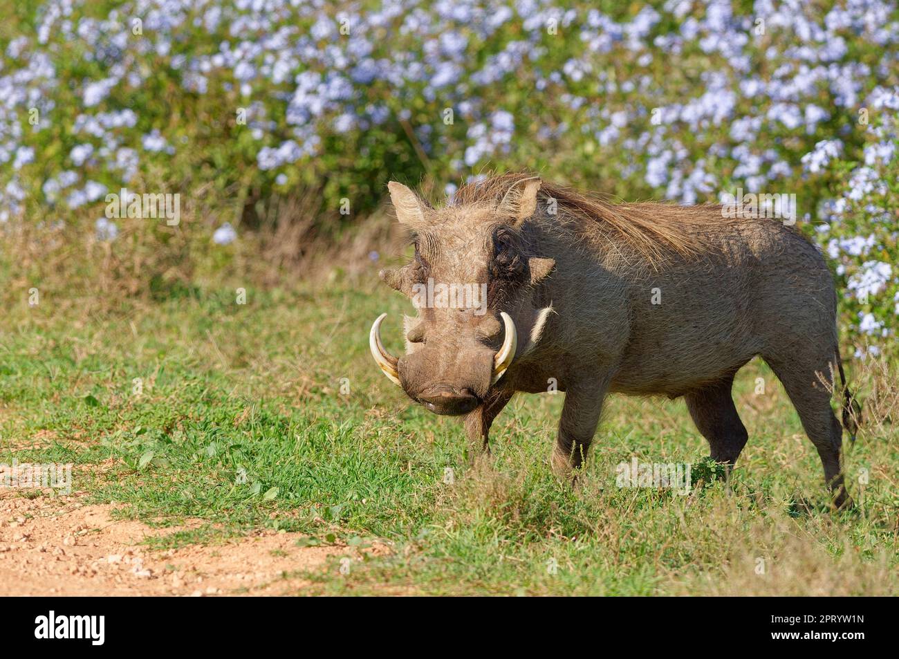 Common warthog (Phacochoerus africanus), adult male foraging by the ...