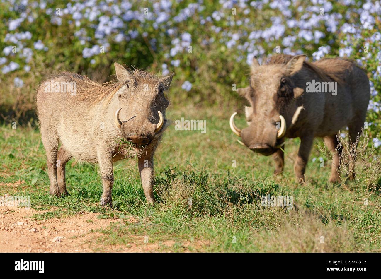 Common warthogs (Phacochoerus africanus), pair of adult animals ...