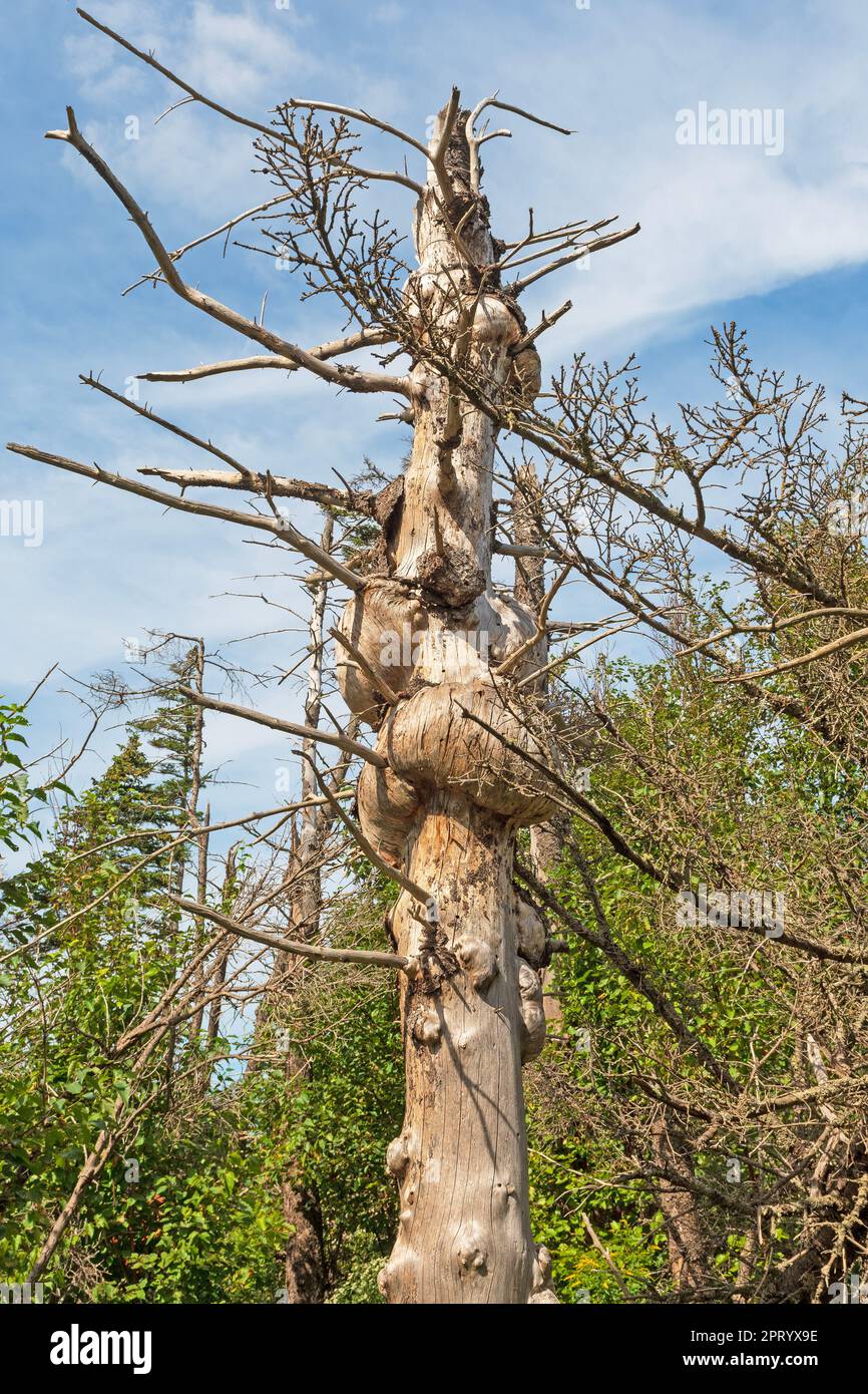 Gnarled Tree Trunk on the Coast along the Bay of Fundy in Nova Scotia ...