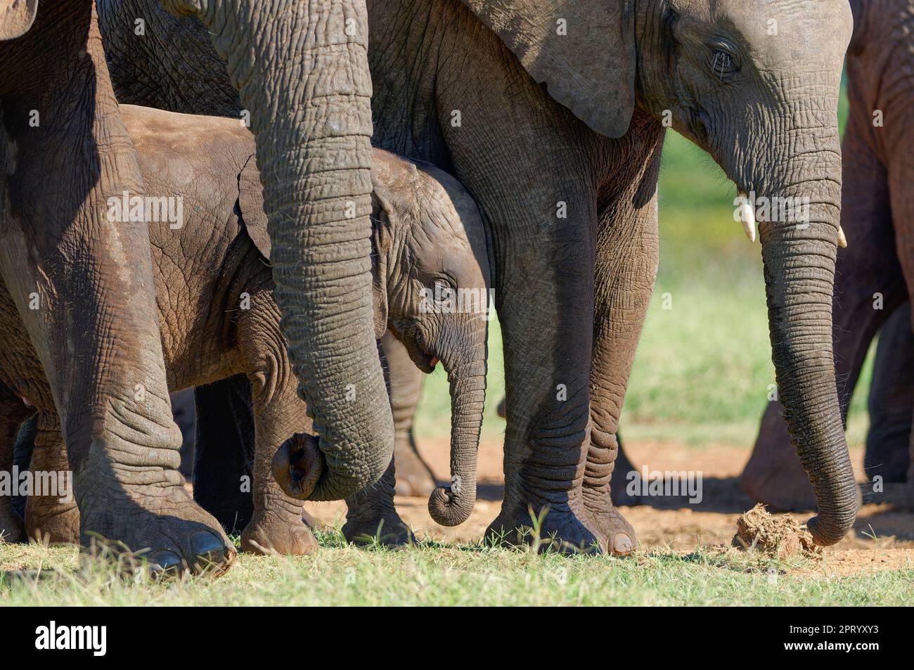 African bush elephants (Loxodonta africana), male baby elephant with ...