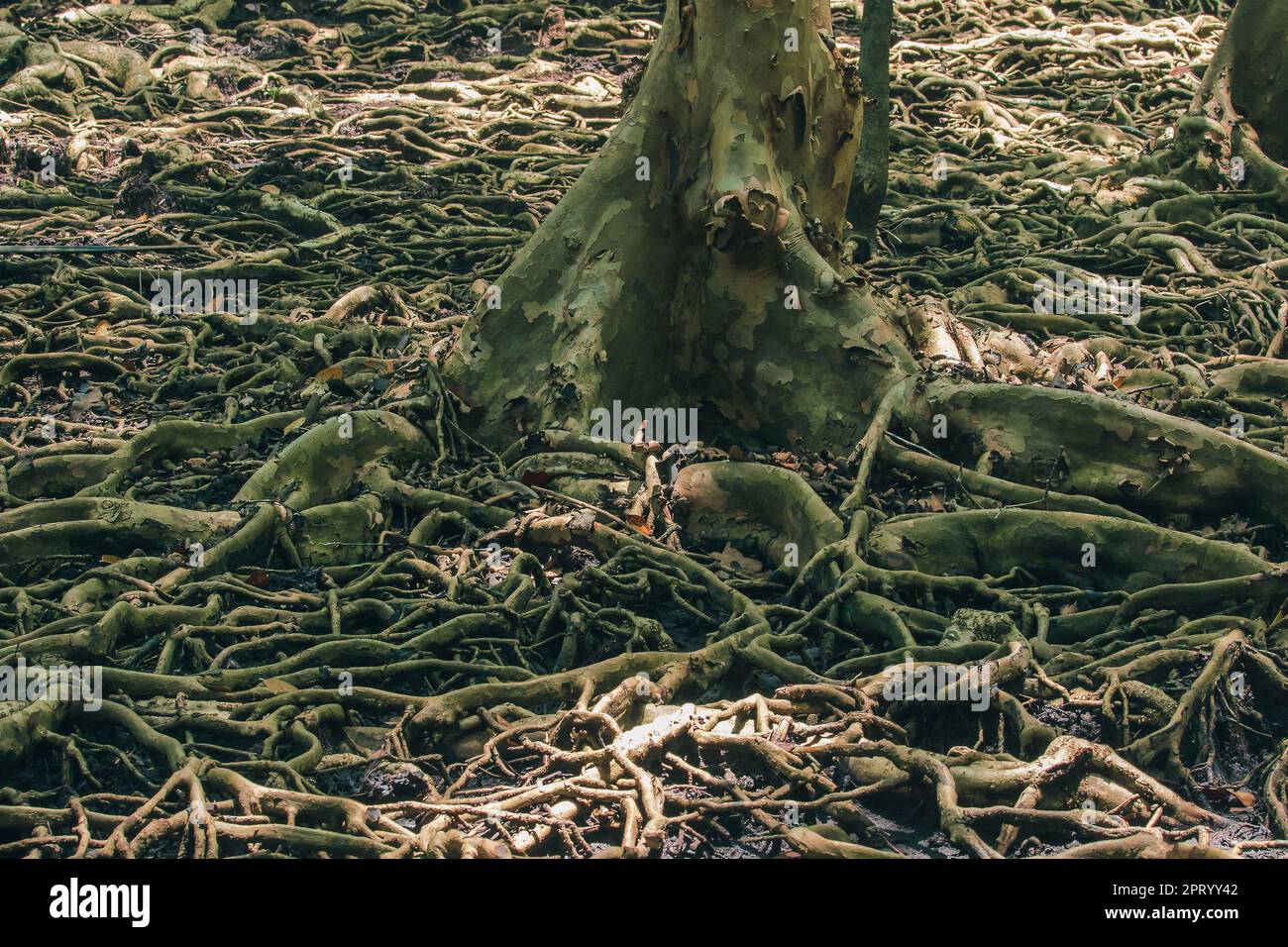 Many tree roots on the mangrove forest are used for adhesion Stock ...