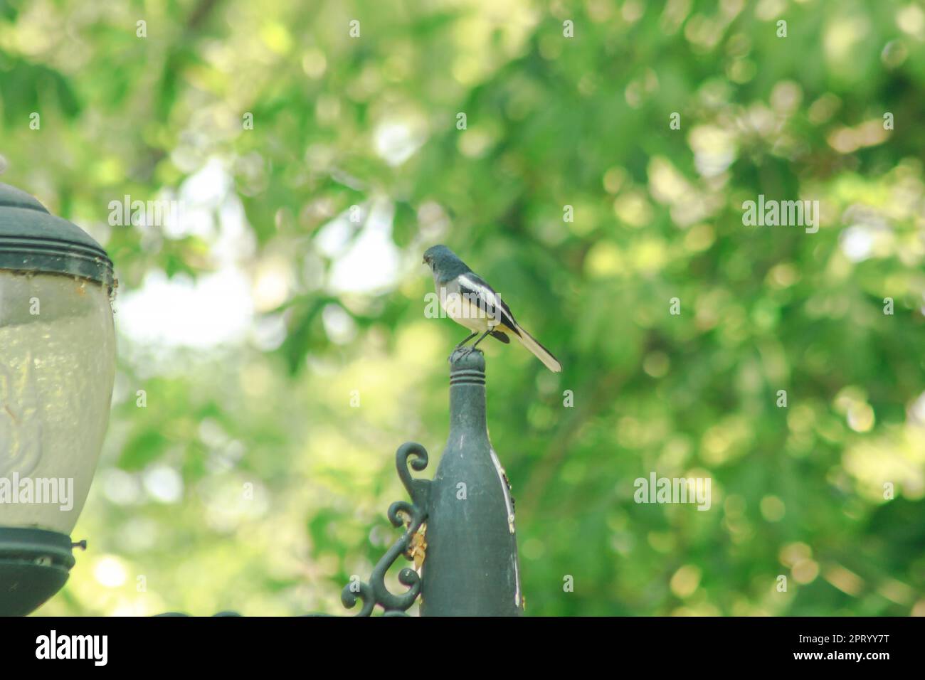 Magpie call bird hi-res stock photography and images - Alamy