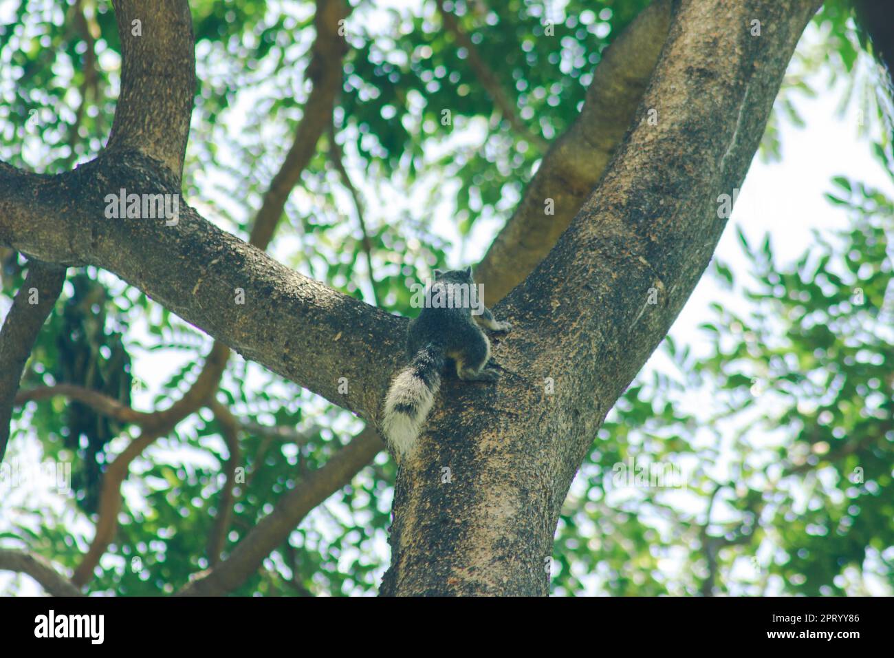 Squirrel on the tree Is a small mammal Stock Photo - Alamy
