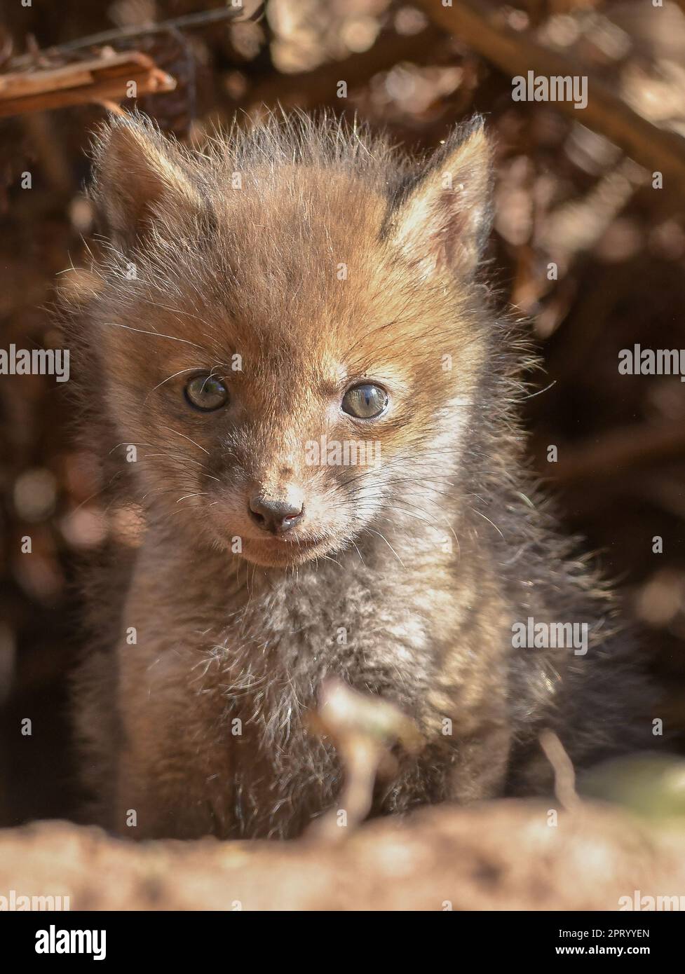 New world red foxes hi-res stock photography and images - Alamy