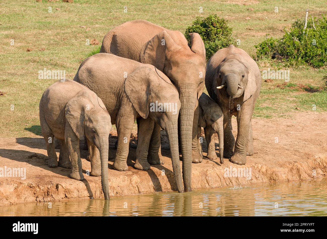 African bush elephants (Loxodonta africana), herd with baby elephant ...