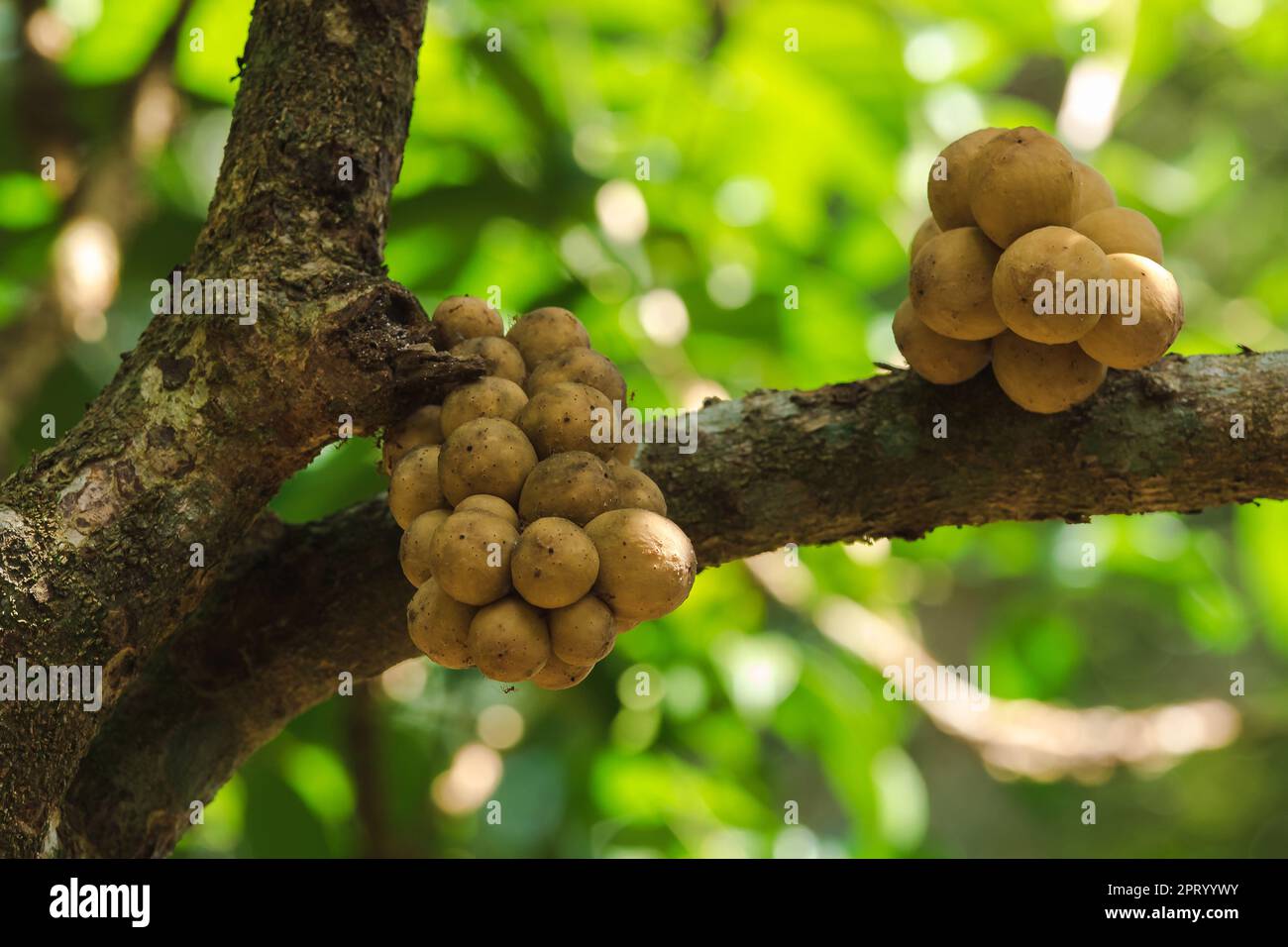 Lansium domesticum, tropical fruit, has a sweet taste, spherical, thick ...