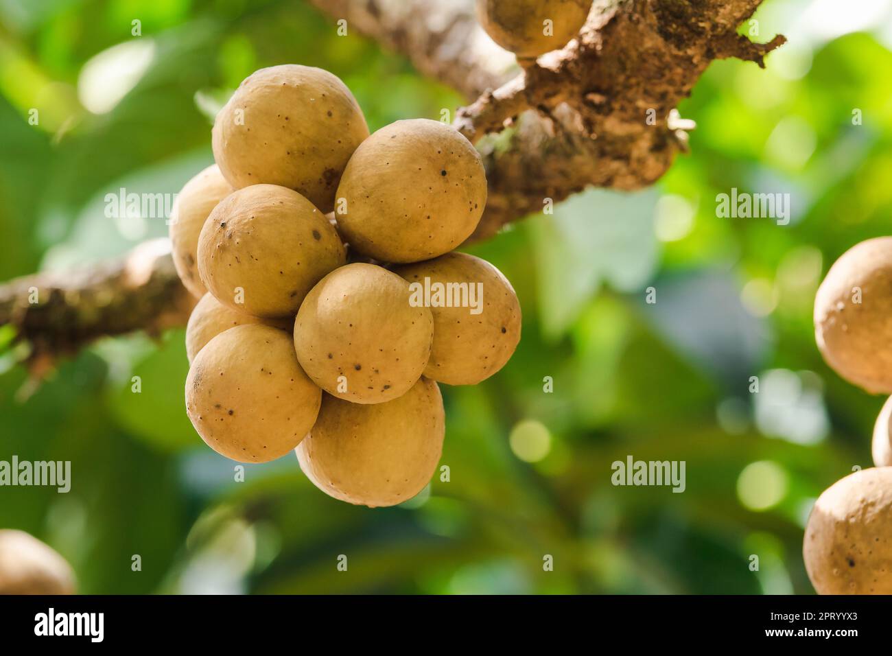 Lansium domesticum, tropical fruit, has a sweet taste, spherical, thick ...