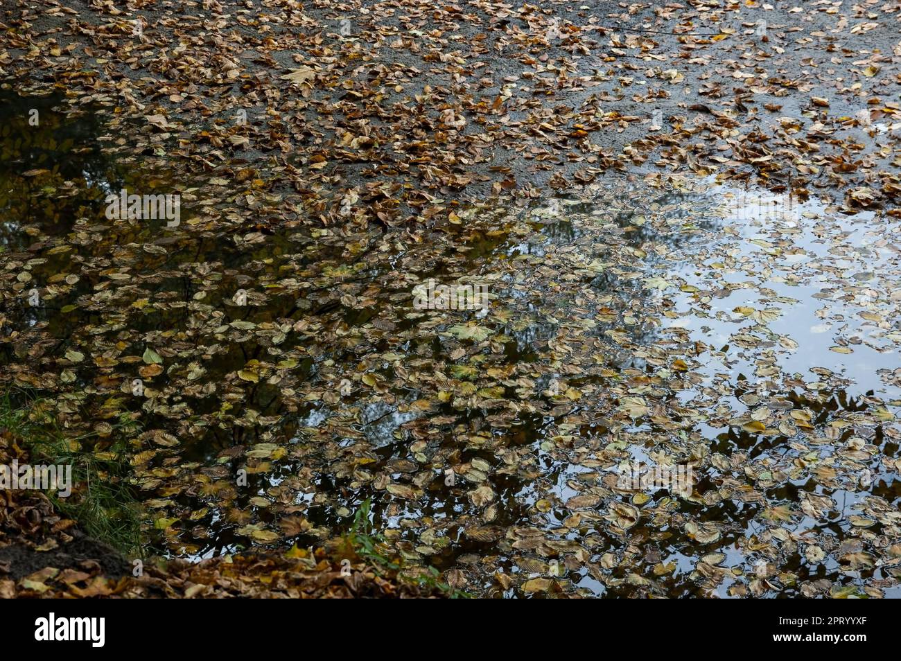 Autumn background: a puddle with fallen autumn leaves Stock Photo - Alamy