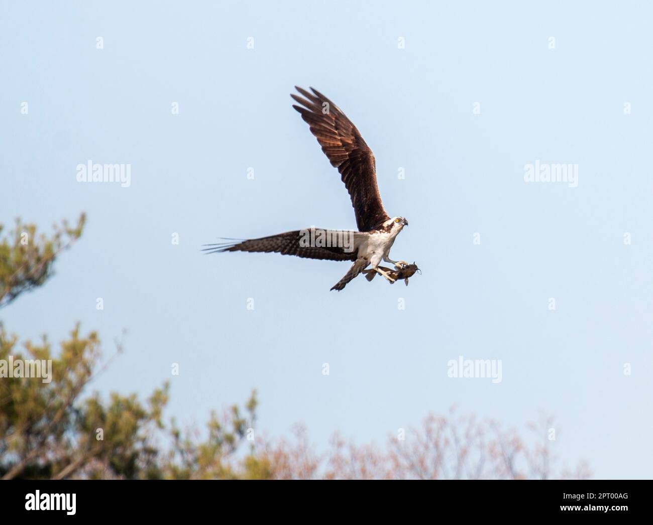 Osprey flying carrying a fish to nest hi-res stock photography and ...