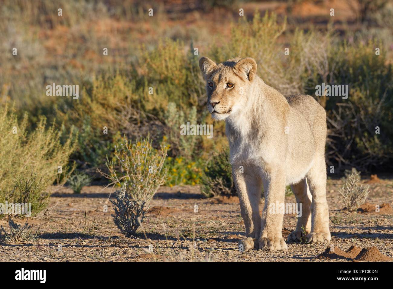 African lion (Panthera leo), young male lion standing alert in the ...