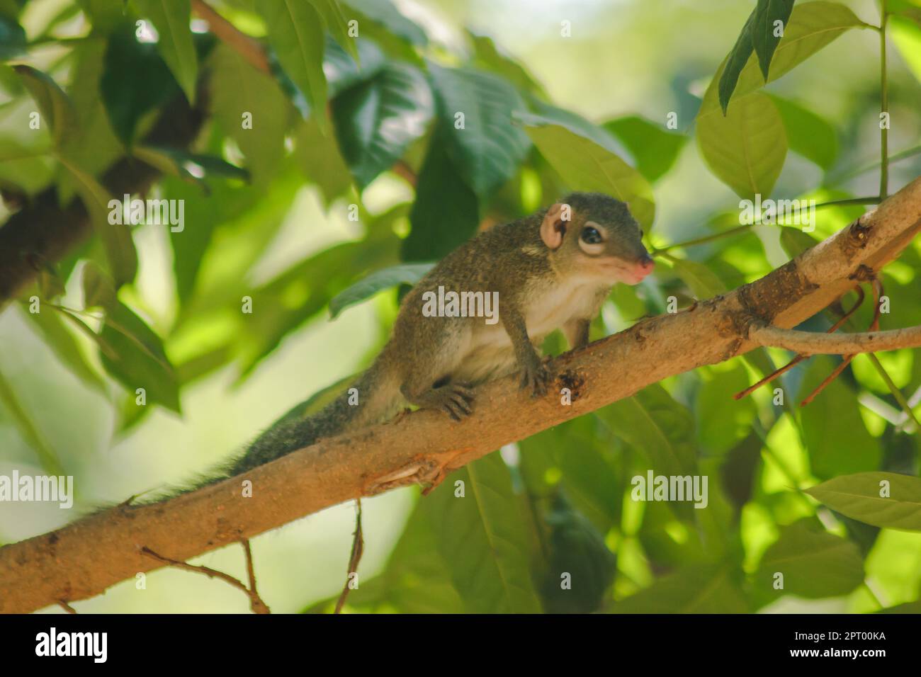Chipmunk is on a tree with small mammals Stock Photo - Alamy