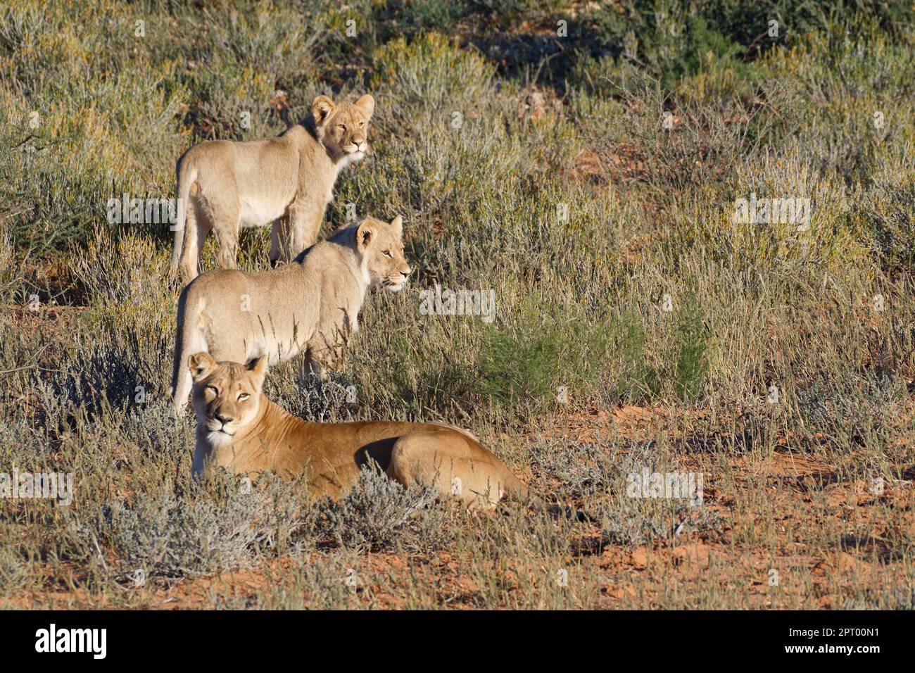 African lions (Panthera leo), two young males standing alert with their ...