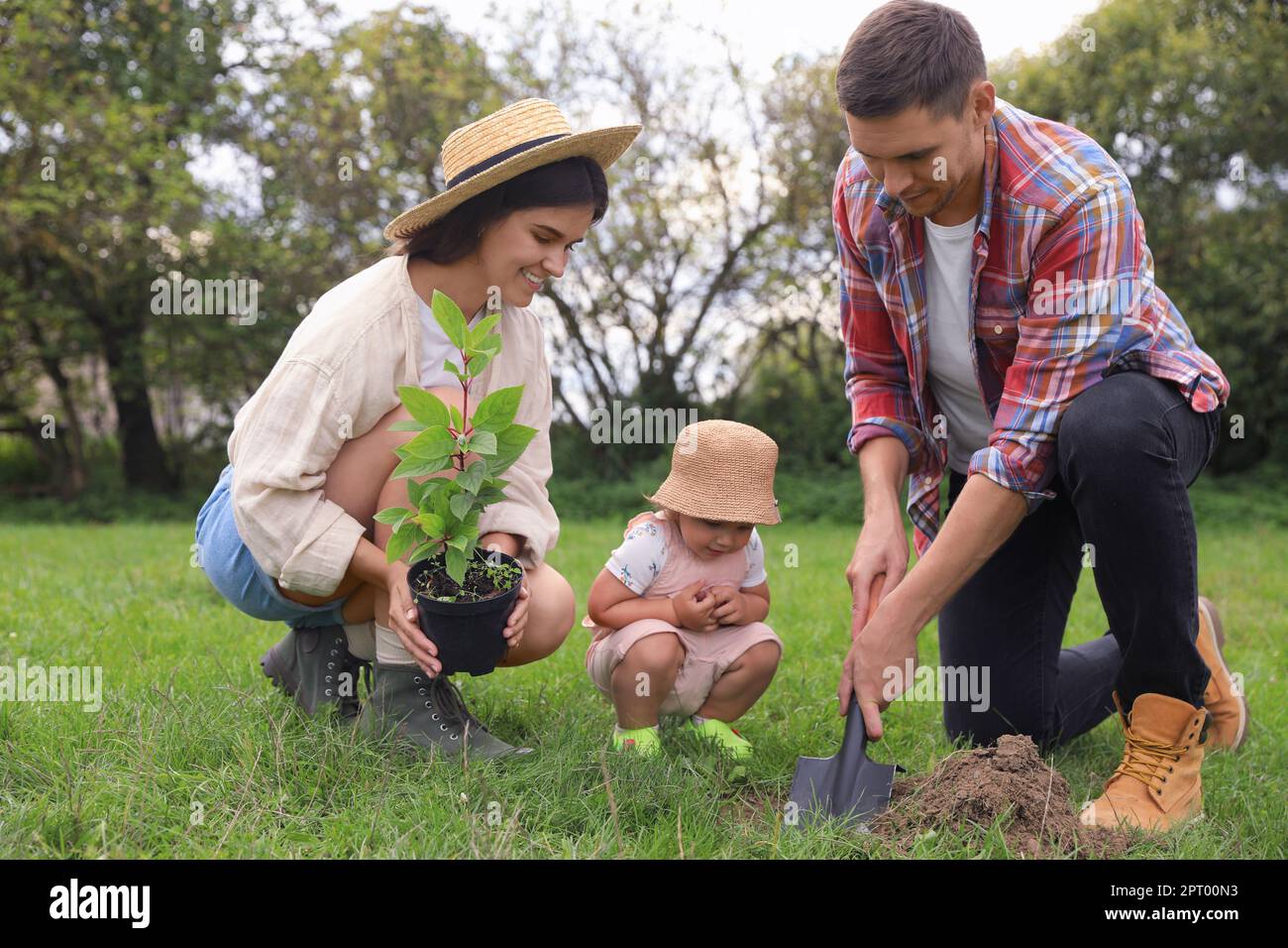 Family planting young tree together in garden Stock Photo - Alamy