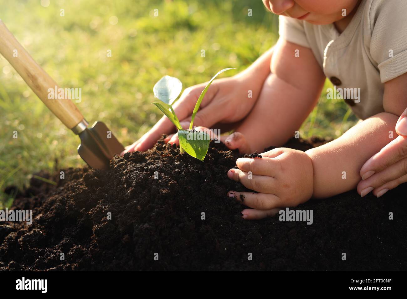 Mother and her child planting tree seedling into fertile soil, closeup ...