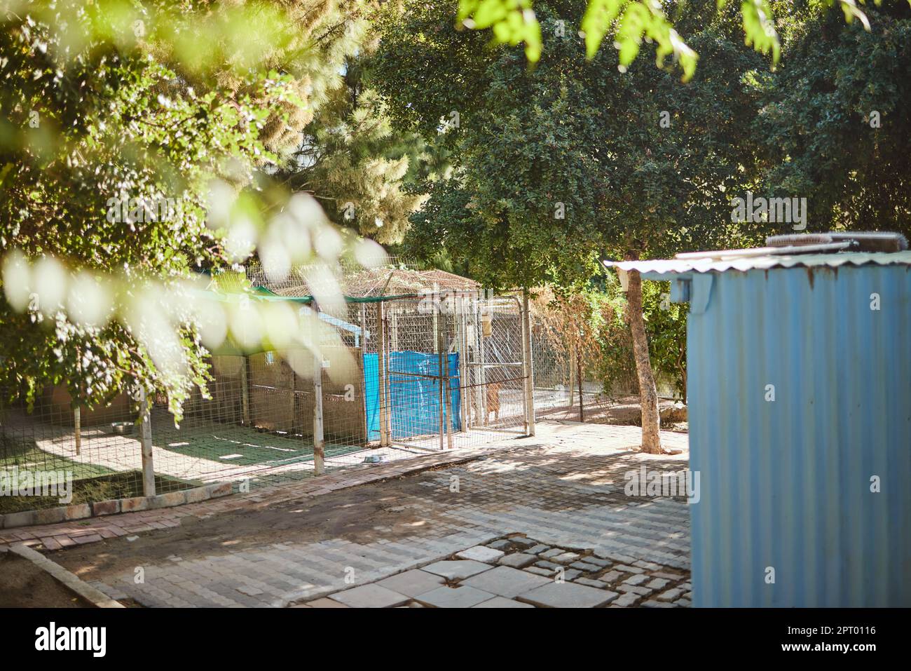 Shelter, nature and adoption of homeless dogs that are sad, alone and ...