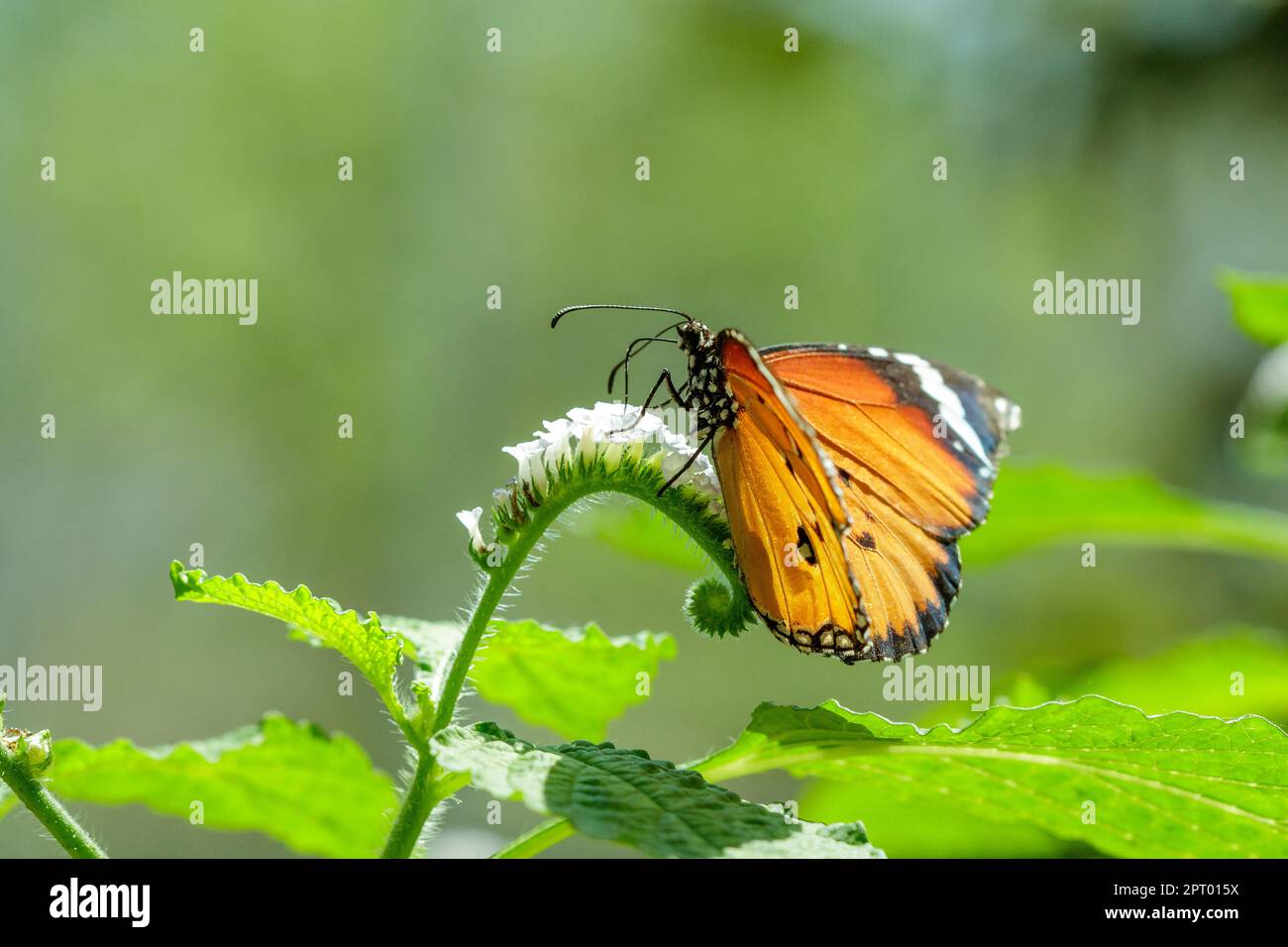 Common Tiger on white flowers Is a common butterfly Stock Photo - Alamy