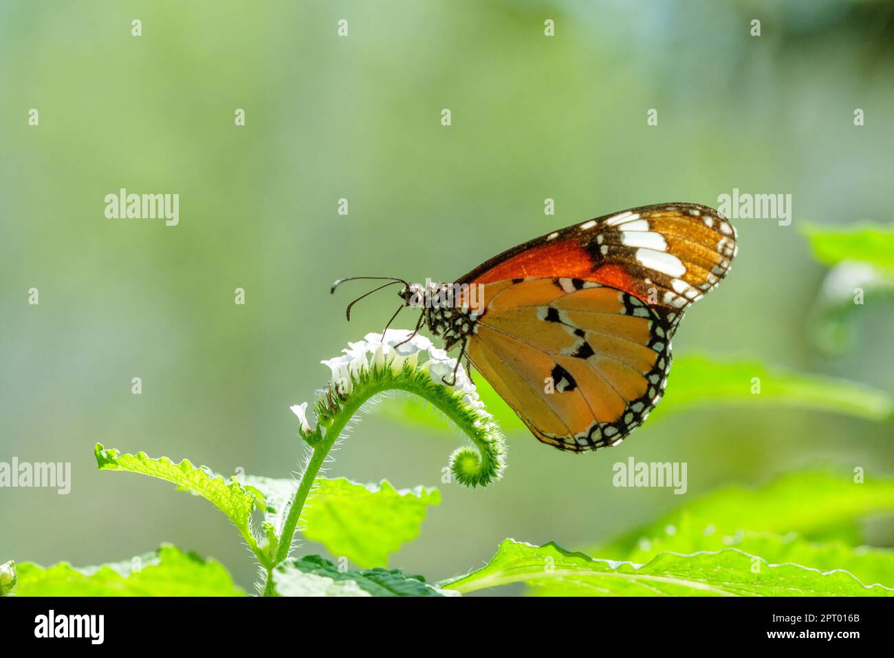 Common Tiger on white flowers Is a common butterfly Stock Photo - Alamy
