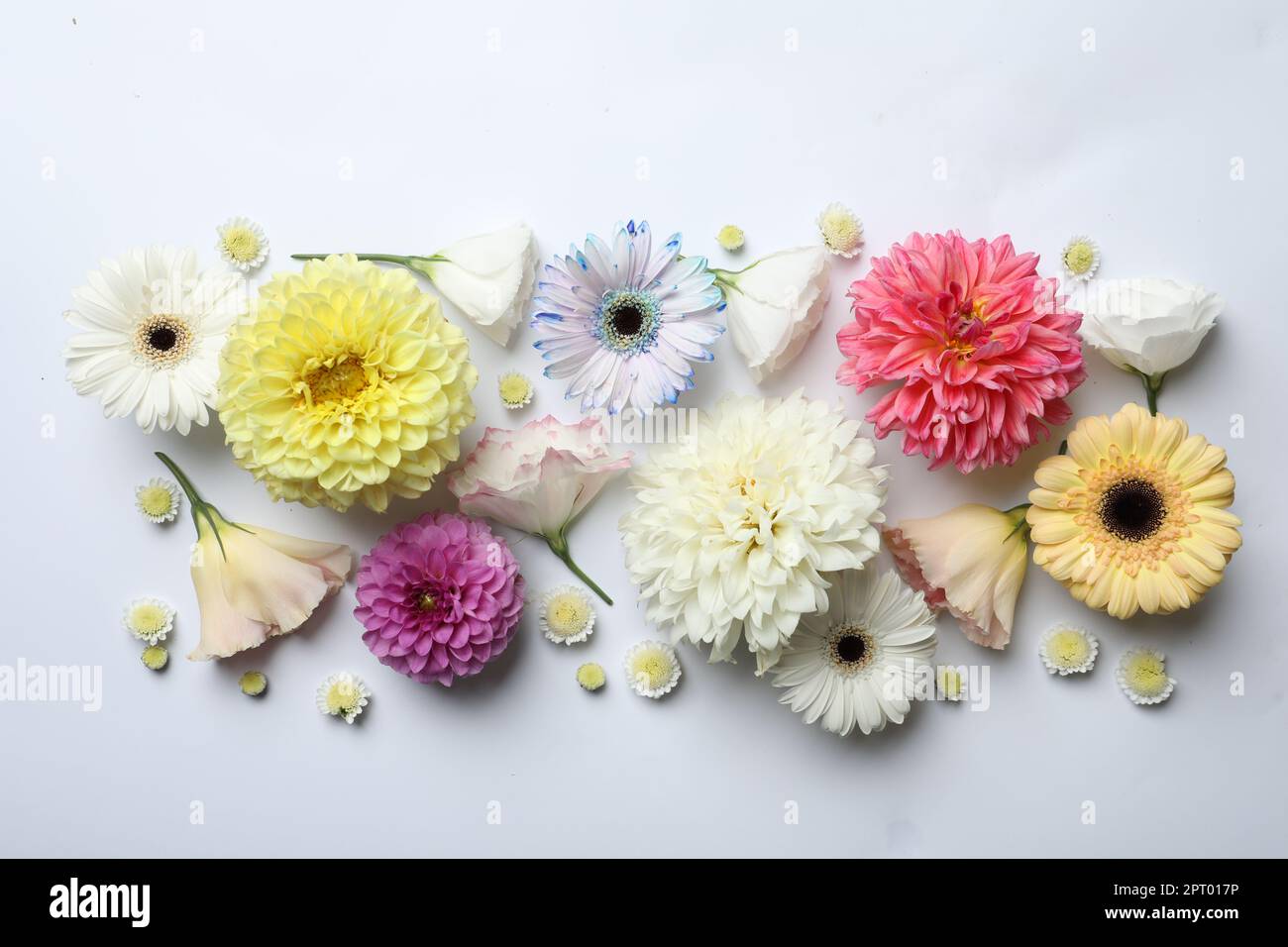 Beautiful dahlia, eustoma and gerbera flowers on white background, flat ...