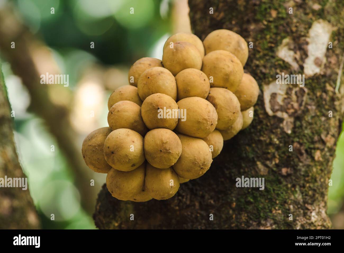 Lansium domesticum, tropical fruit, has a sweet taste, spherical, thick ...