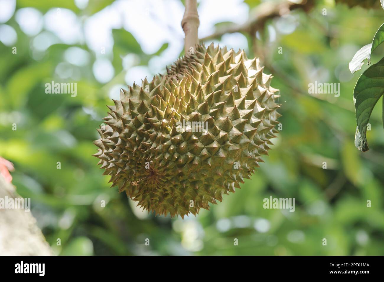 Durian is known as "The King of Fruits" and the meat is delicious Stock ...
