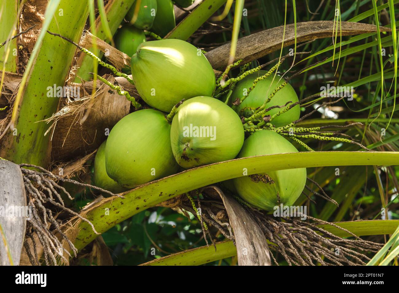 Young Nam-Hom coconut is an economic waste plant that exports both ...