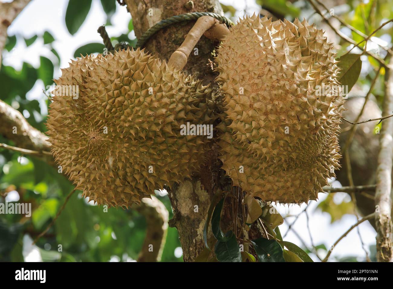 Durian is known as "The King of Fruits" and the meat is delicious Stock ...