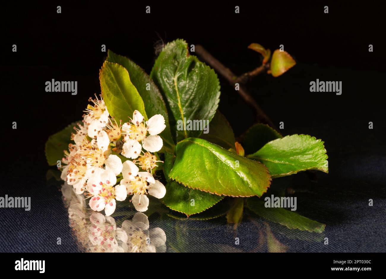 The Blossom of black rowanberry on black background with reflection ...