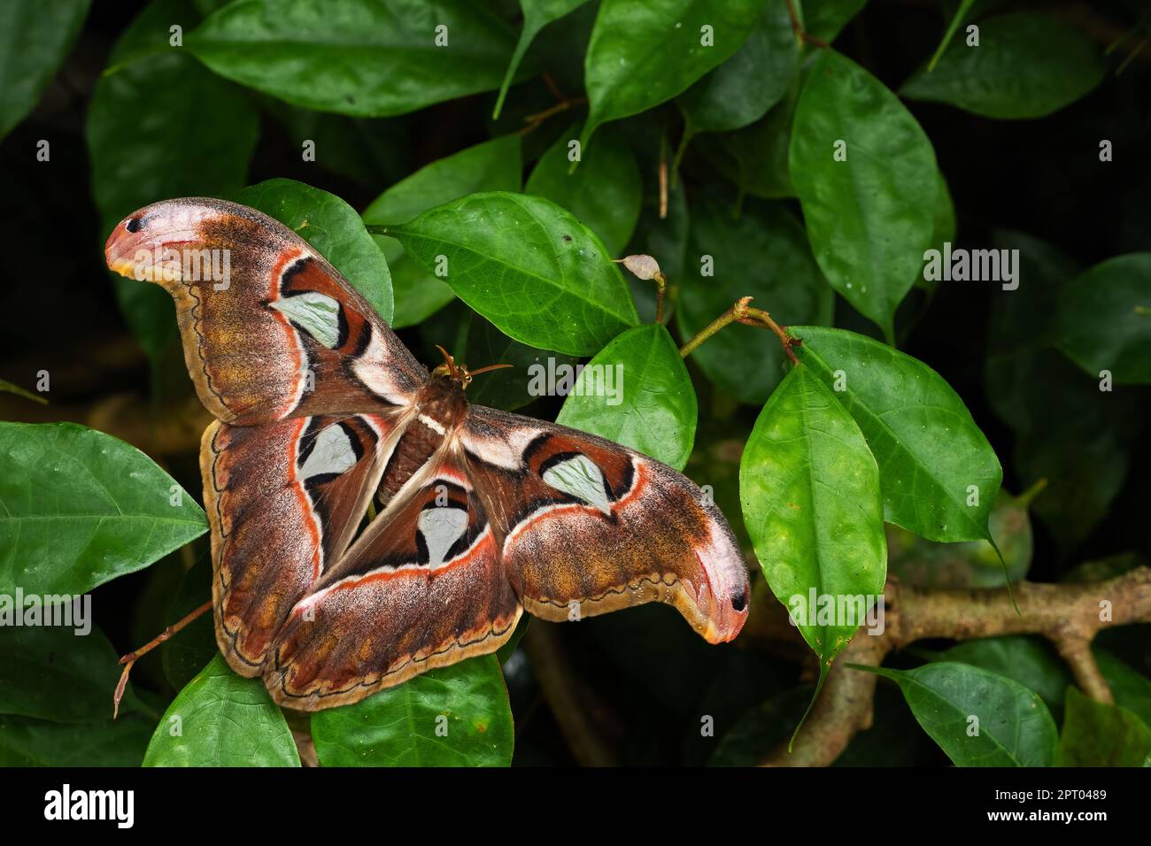 Atlas Moth - Attacus atlas, beautiful large iconic moth from Asian ...