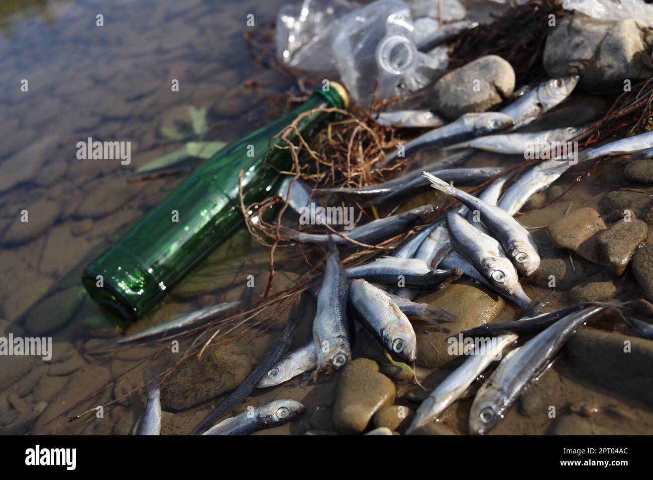 Dead fishes and trash near river. Environmental pollution concept Stock ...