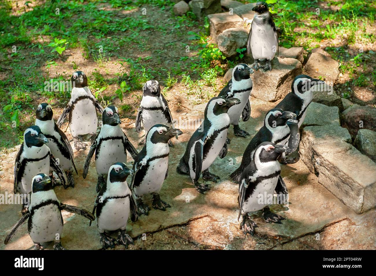 African penguins in captivity hi-res stock photography and images - Alamy