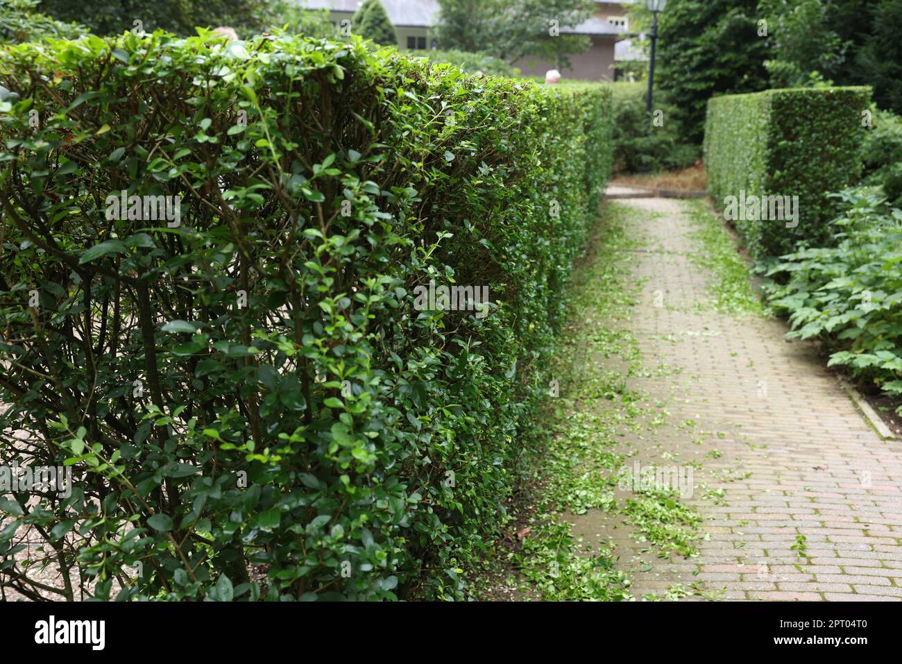 Beautiful green boxwood hedge outdoors. Landscape design Stock Photo ...