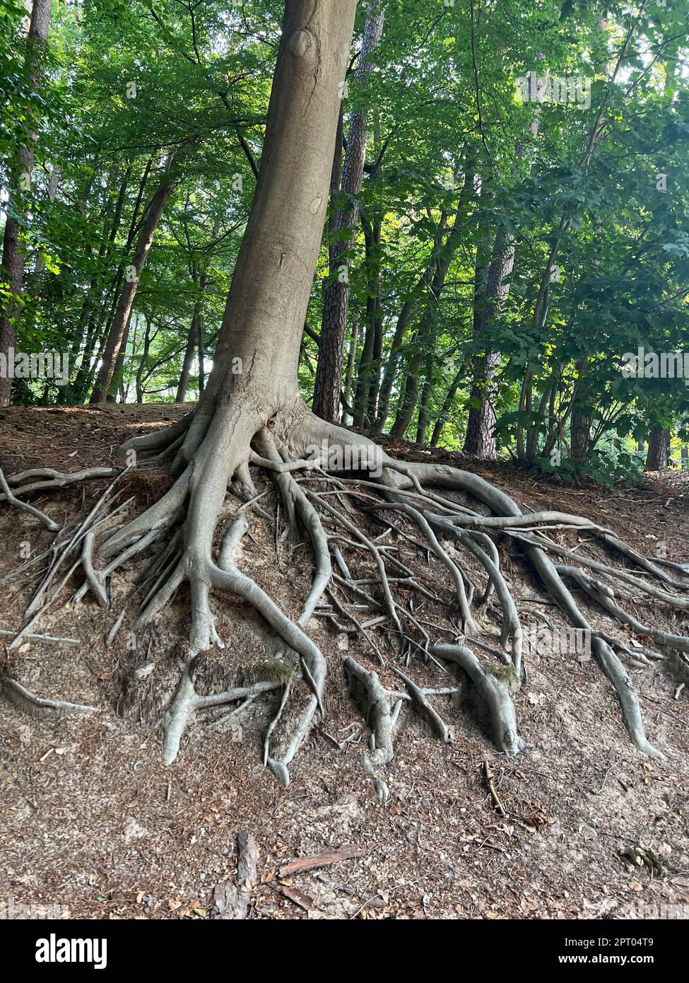 Tree roots visible through ground in forest Stock Photo - Alamy