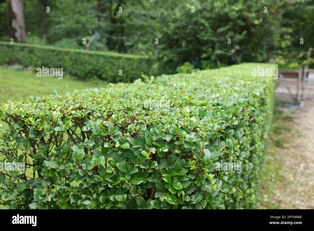 Beautiful green boxwood hedge outdoors. Landscape design Stock Photo ...