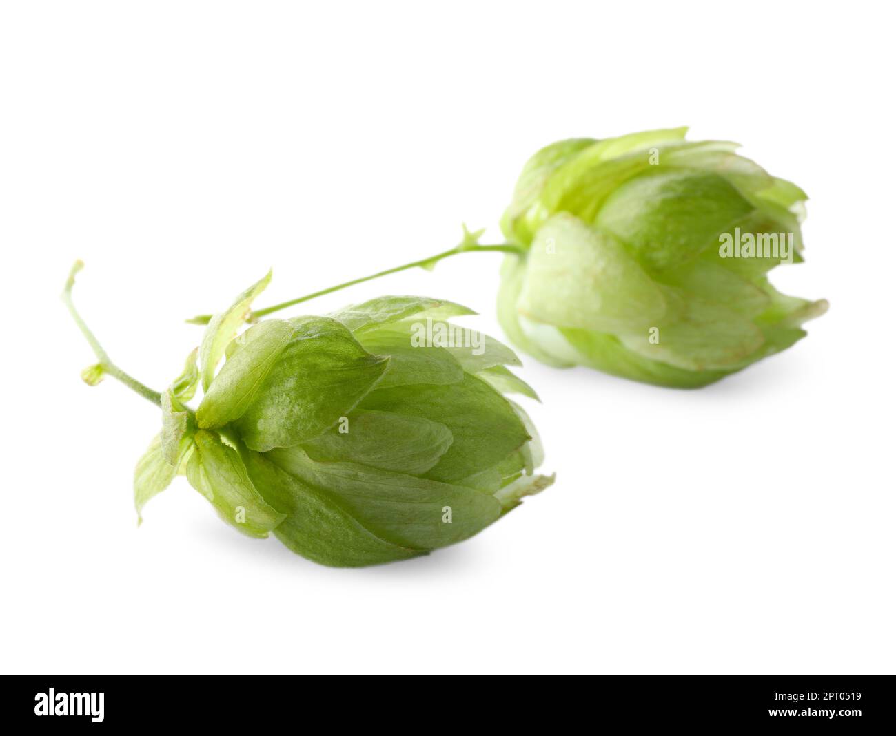 Fresh green hop flowers on white background Stock Photo - Alamy