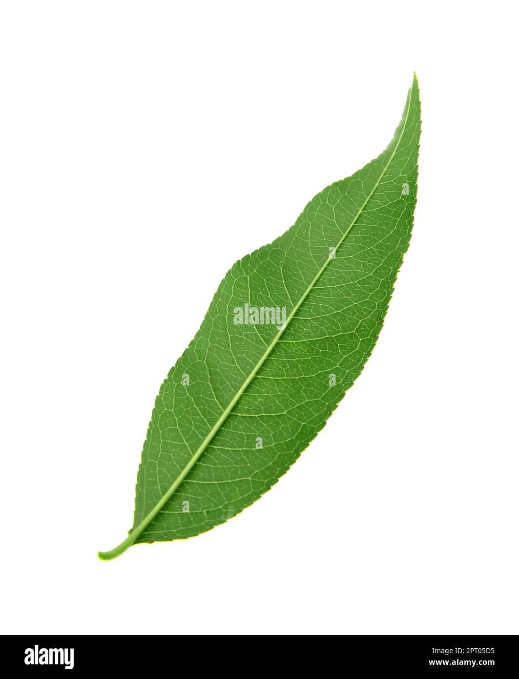 Green peach tree leaf isolated on white Stock Photo - Alamy