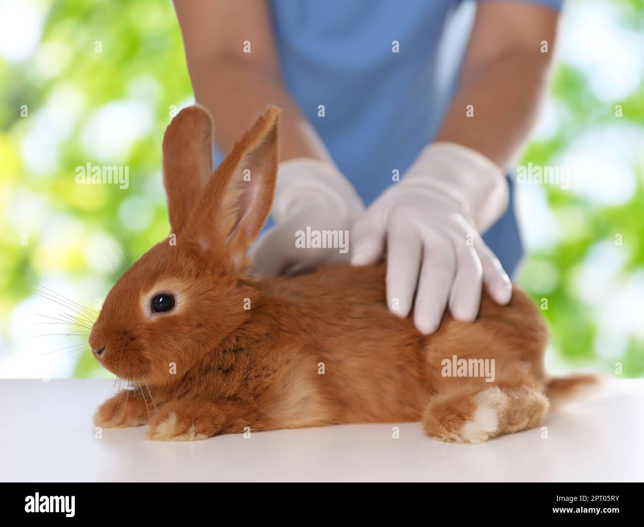 Professional veterinarian examining bunny against blurred green ...