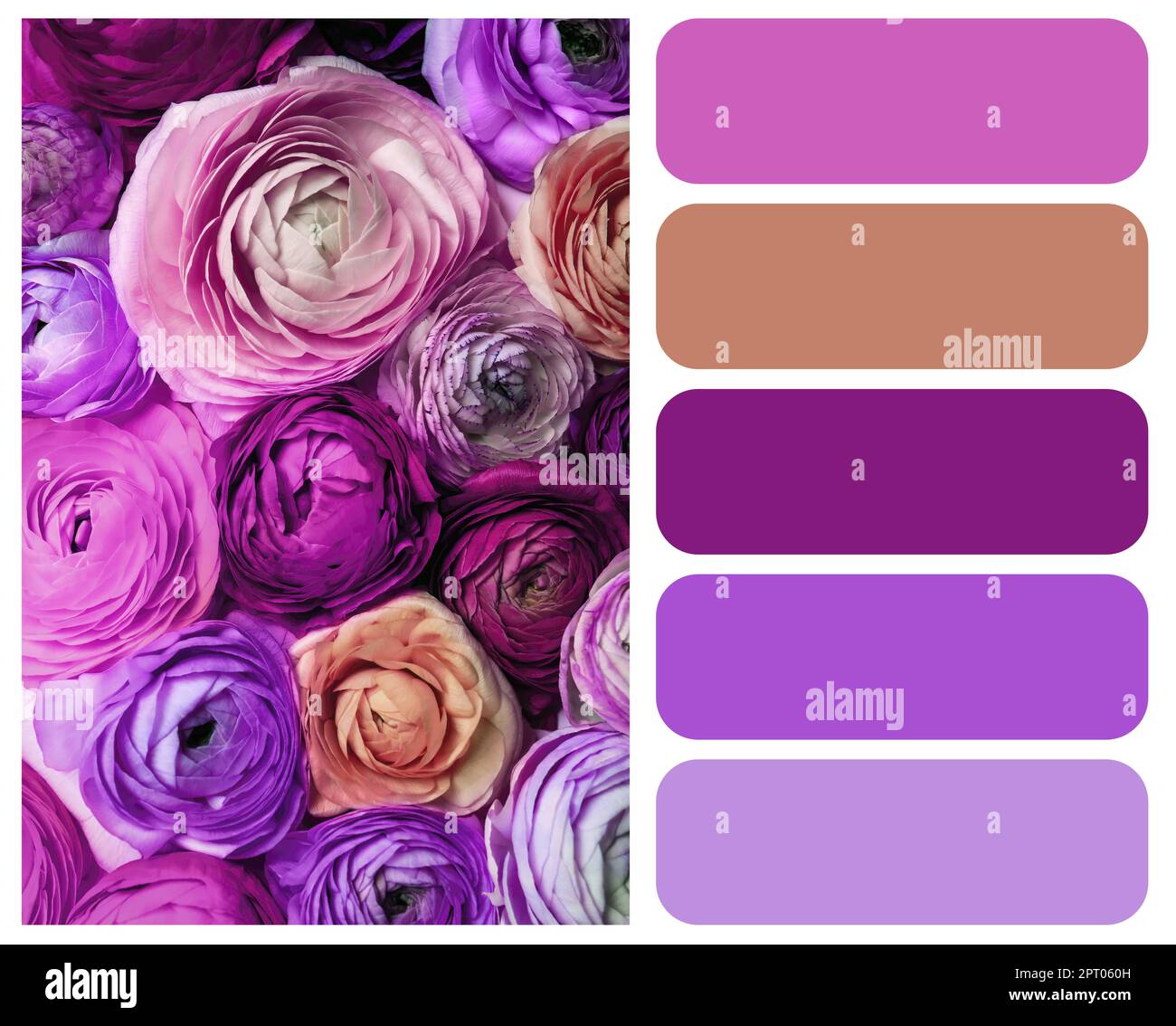 Color palette appropriate to photo of beautiful ranunculus flowers ...