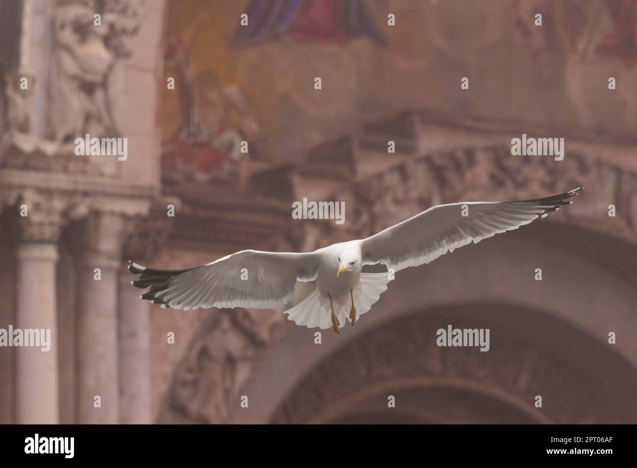Beautiful Seagull with open wing flying high Stock Photo - Alamy