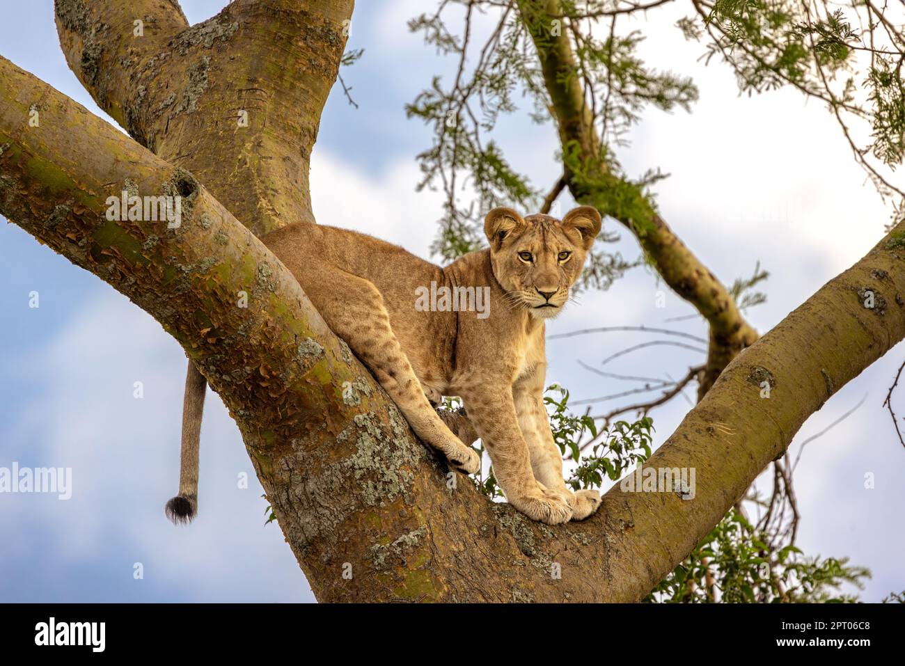 Title: Juvenile lion in a tree. The Ishasha sector of Queen Elizabeth ...