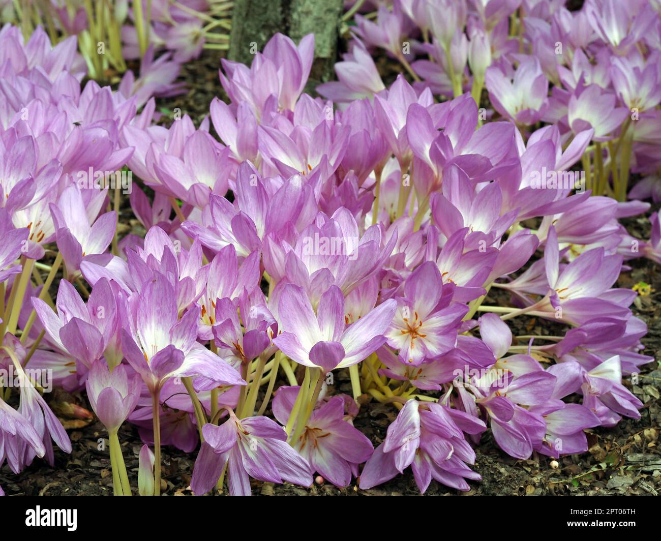 Clump of pretty pink purple autumn crocus flowers, Colchicum autumnale ...
