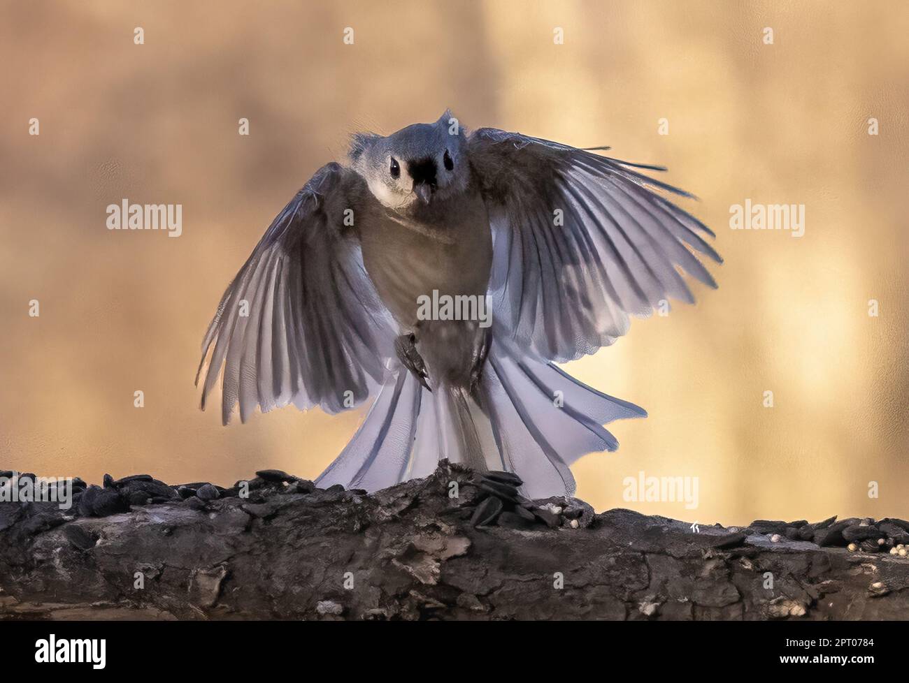Funny tufted titmouse hi-res stock photography and images - Alamy