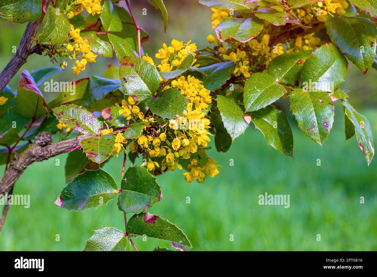 Bright yellow Mahonia Aquifolium Pursh Nutt flowers bunch with green ...