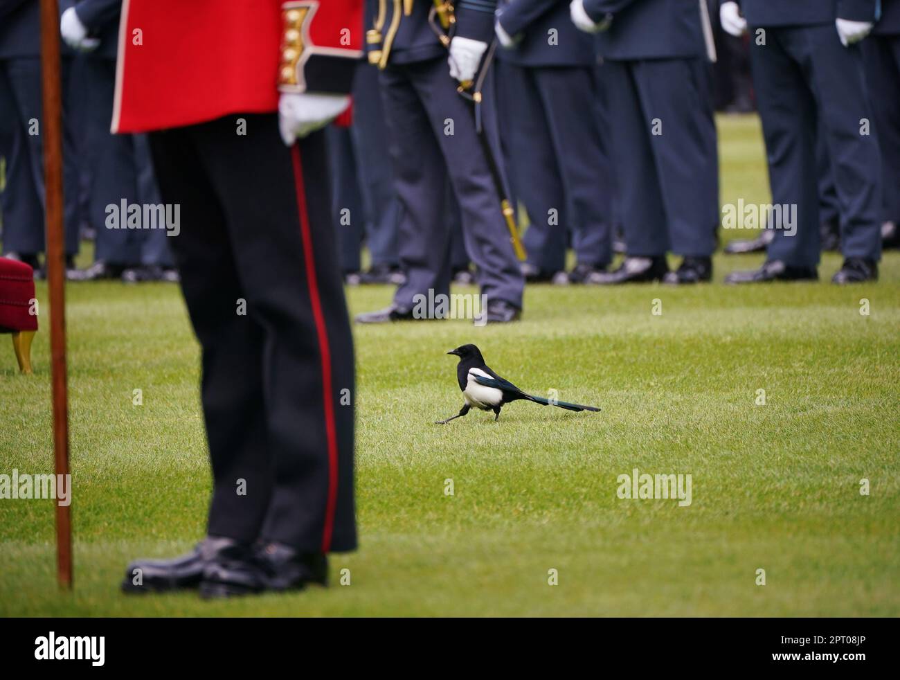 A magpie walks across the lawn during a ceremony where King Charles III ...